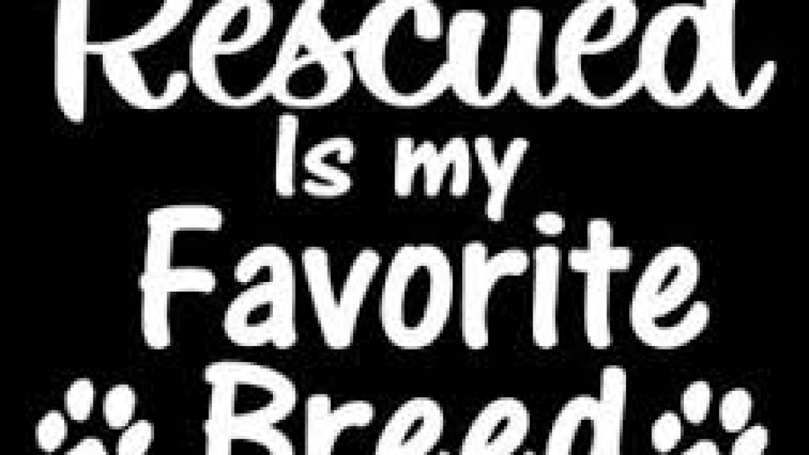 Adoption – Animal Rescue Cymru