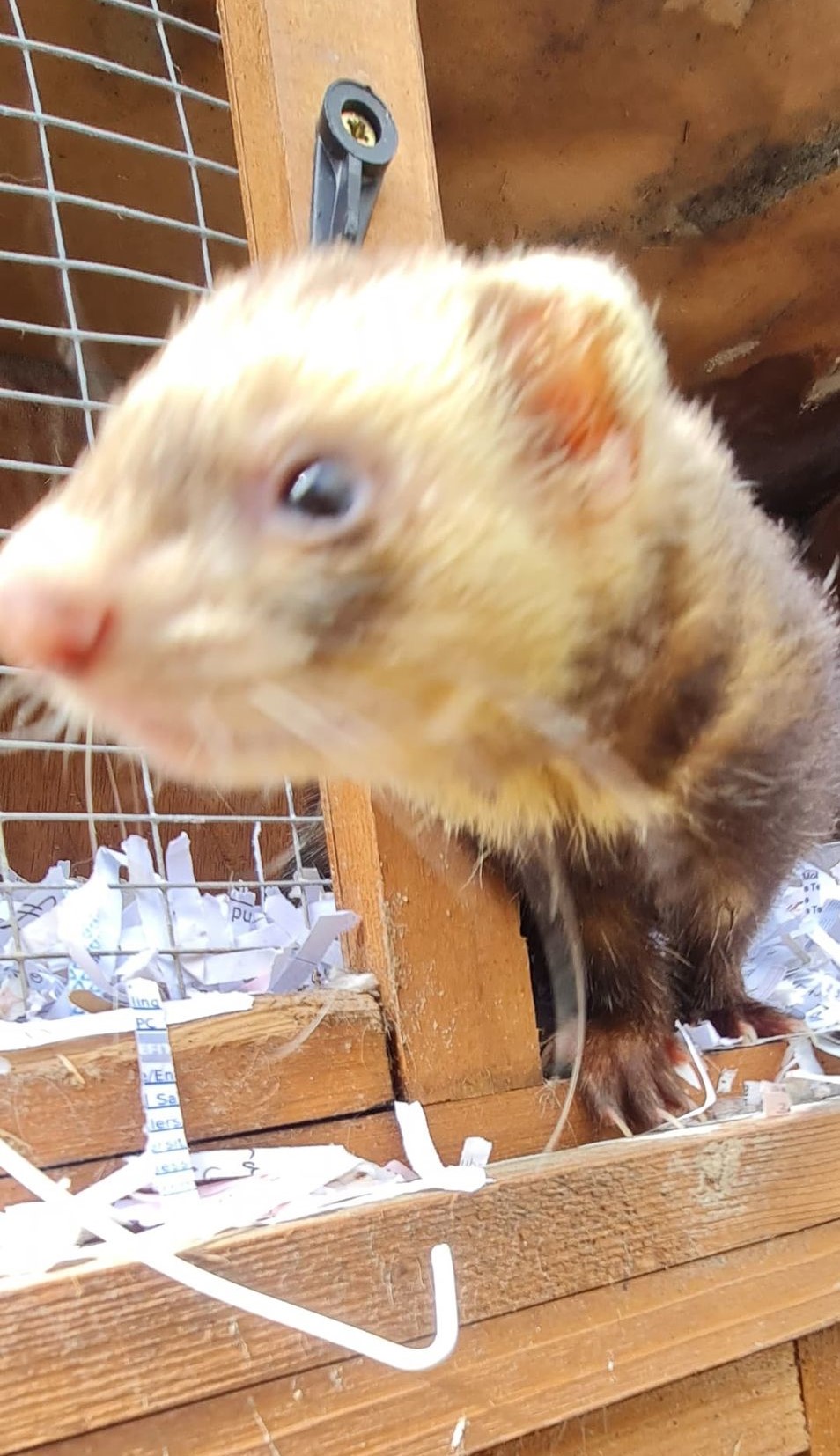 fergus – Animal Rescue Cymru